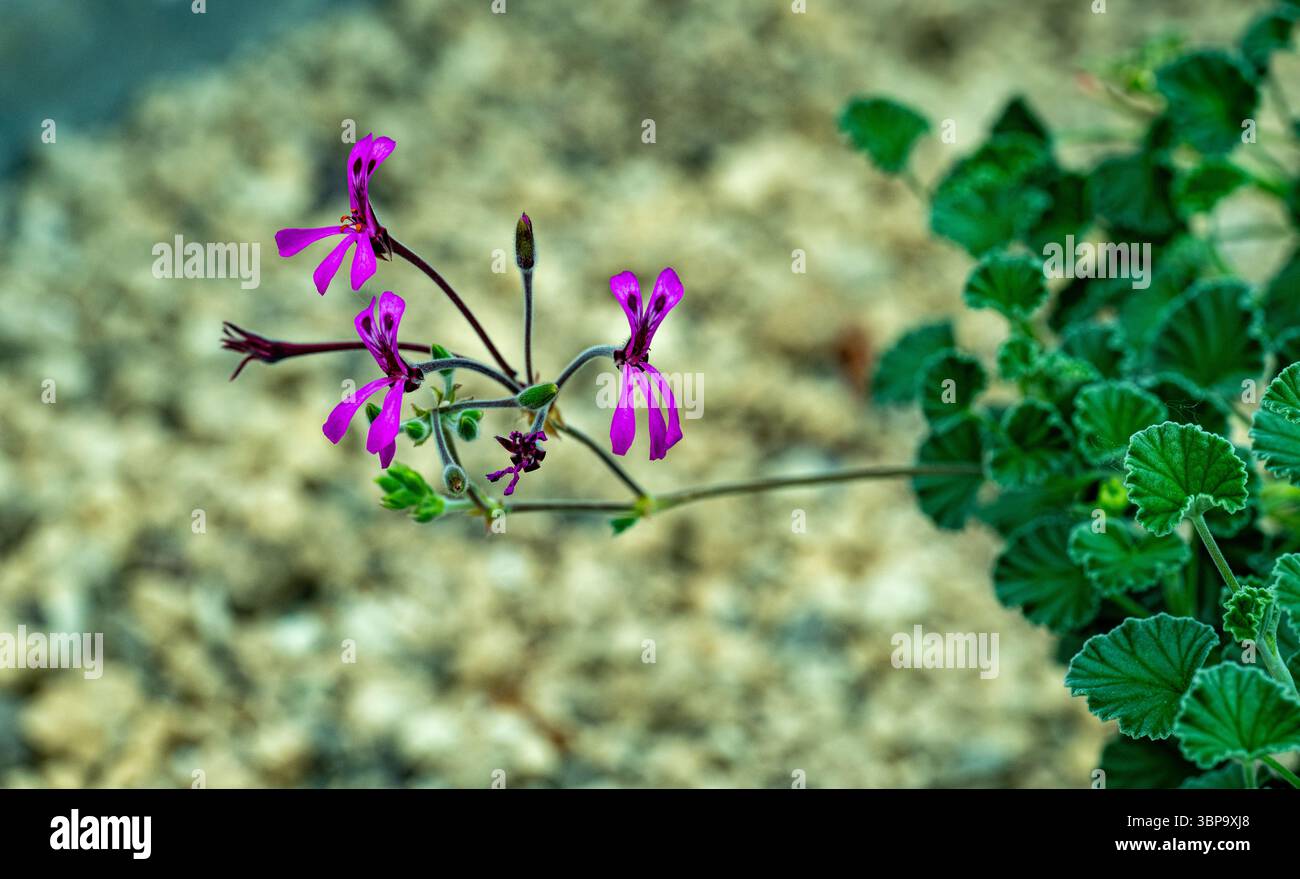 Cape geranium, Pelargonium reniforme, also known as Umckaloabo, is a ...