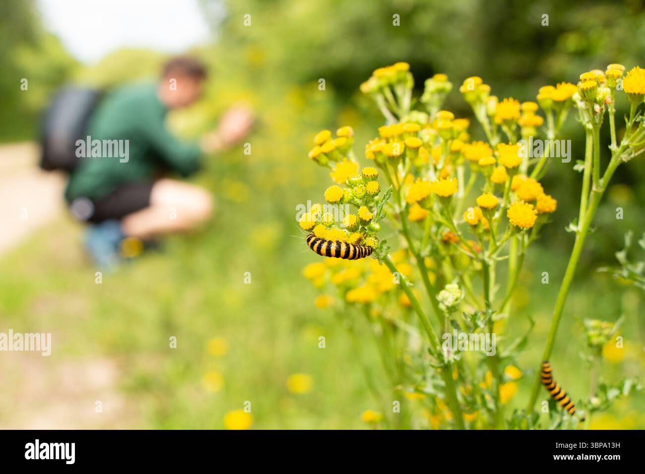Orange yellow - black zebra caterpillar eating of a dune ragwort ...