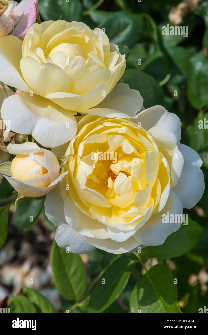 Rosa 'Vanessa Bell' Stock Photo - Alamy