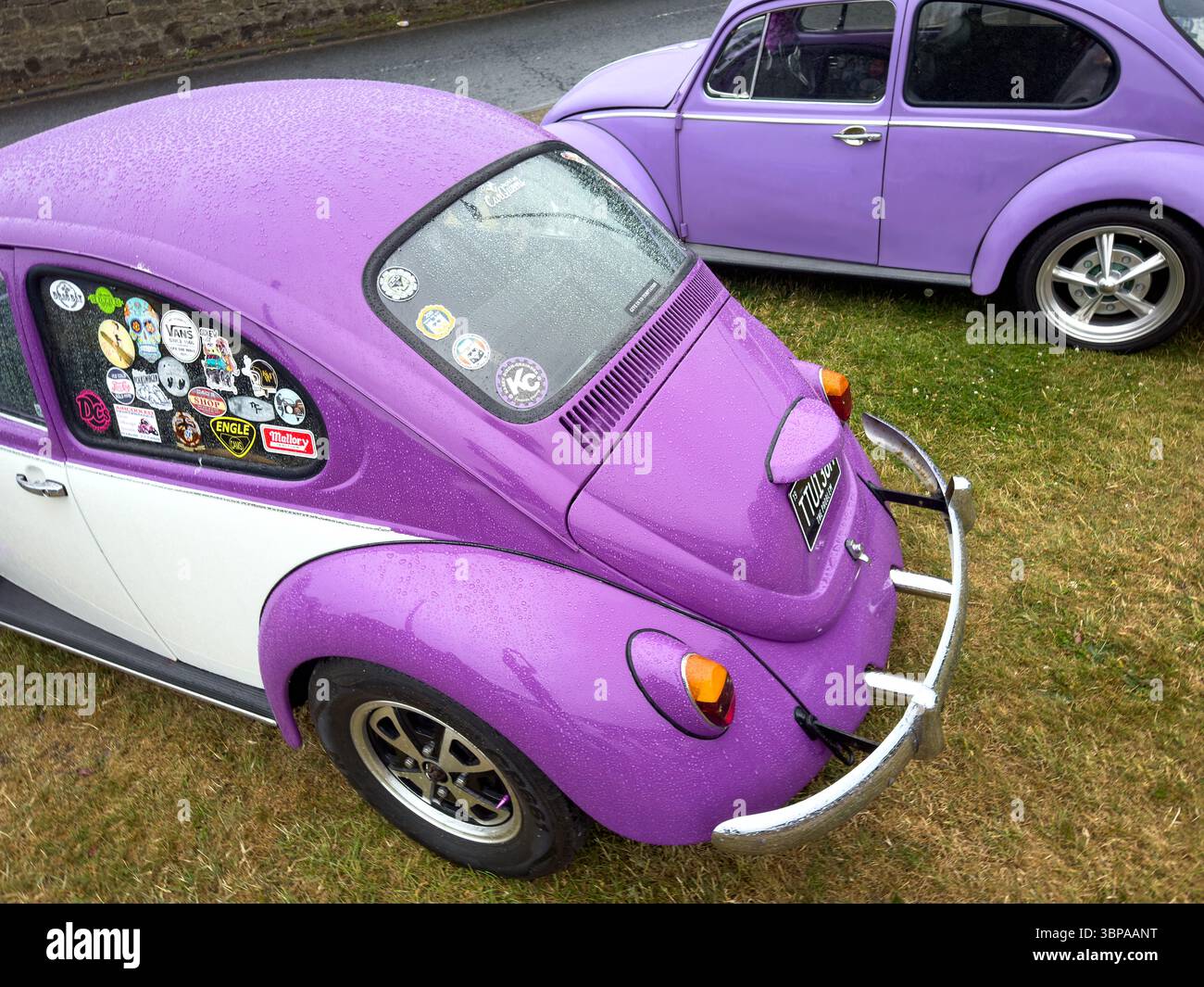 Two classic vintage Volkswagen Beetles parked on grass with colorful ...
