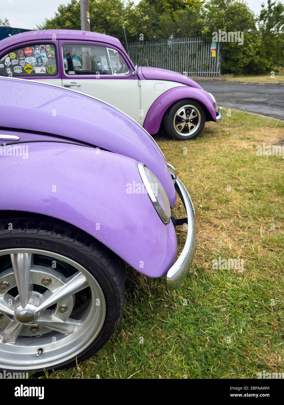 Two classic vintage Volkswagen Beetles parked on grass with colorful ...