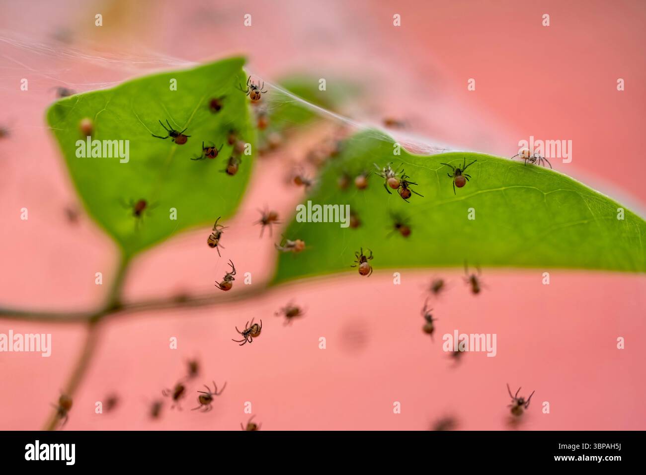 A rare glimpse into the birth of life: hundreds of baby spiders emerge ...