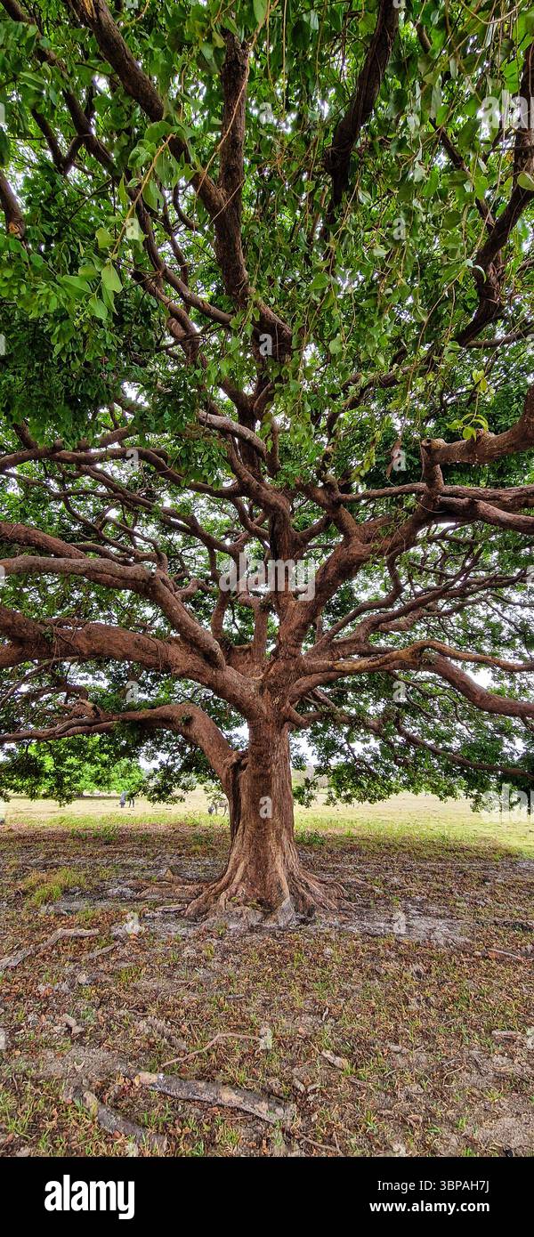 Water Buffalos and big trees at a rural property called Fazenda at ...