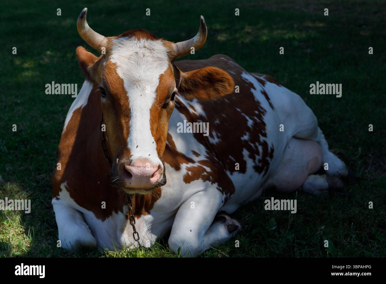 Serene Cow Relaxing on Grassy Pasture Under Natural Light with ...