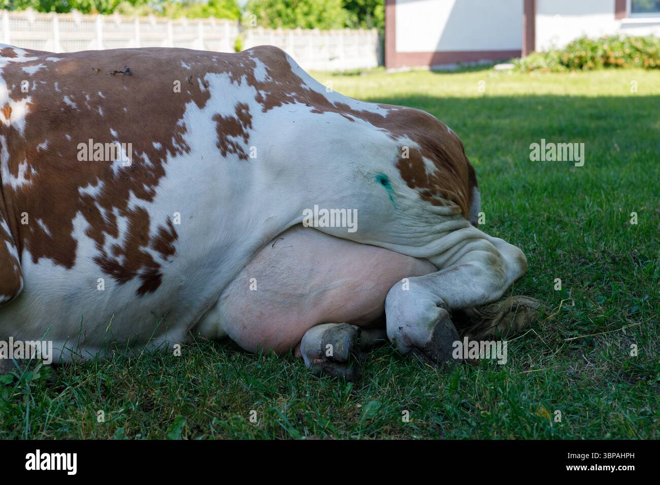 A Relaxed Cow Lying on Green Grass Under Sunlight, Displaying Brown and ...
