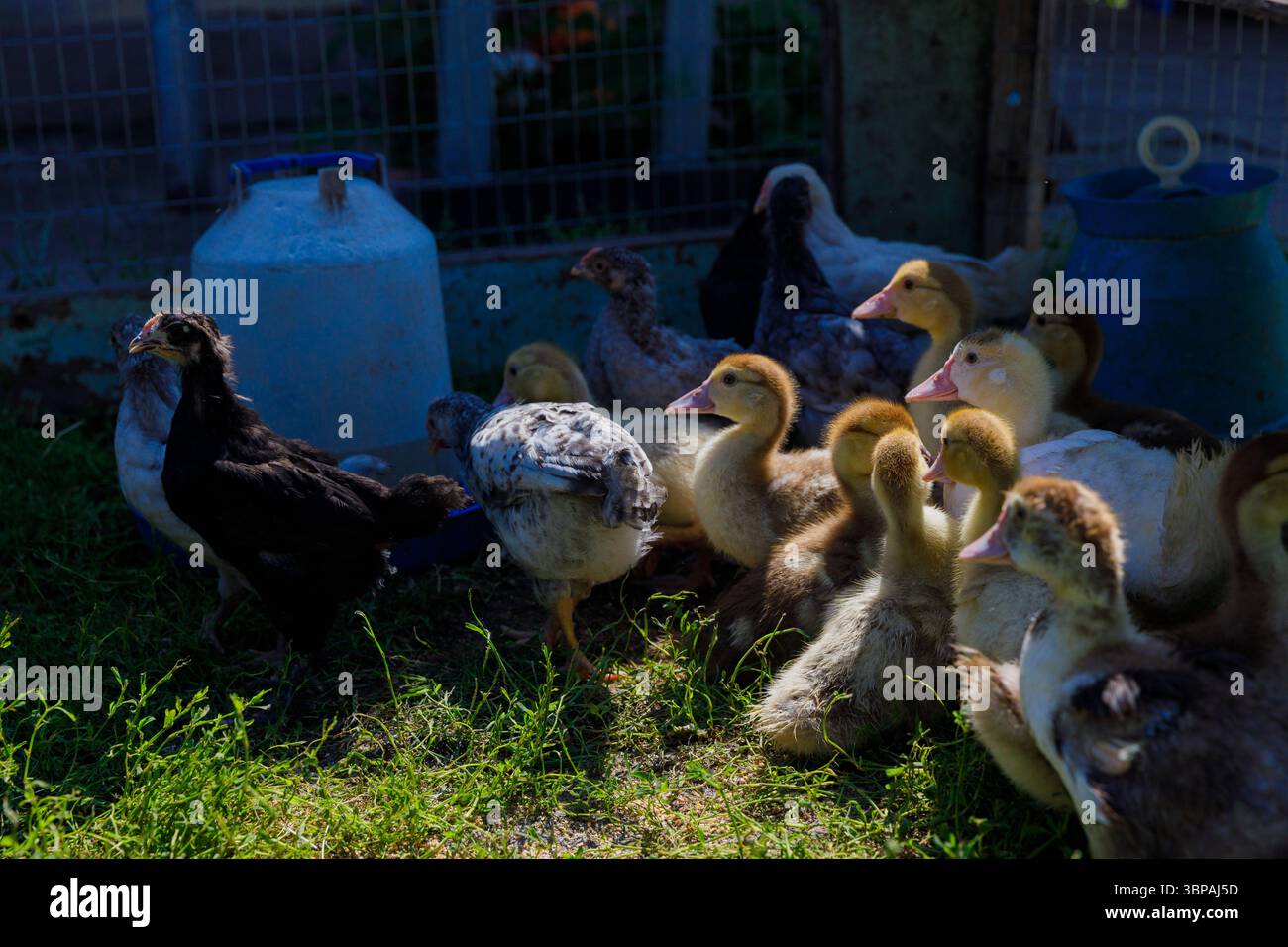 Farmyard chickens gathering feeding hi-res stock photography and images ...