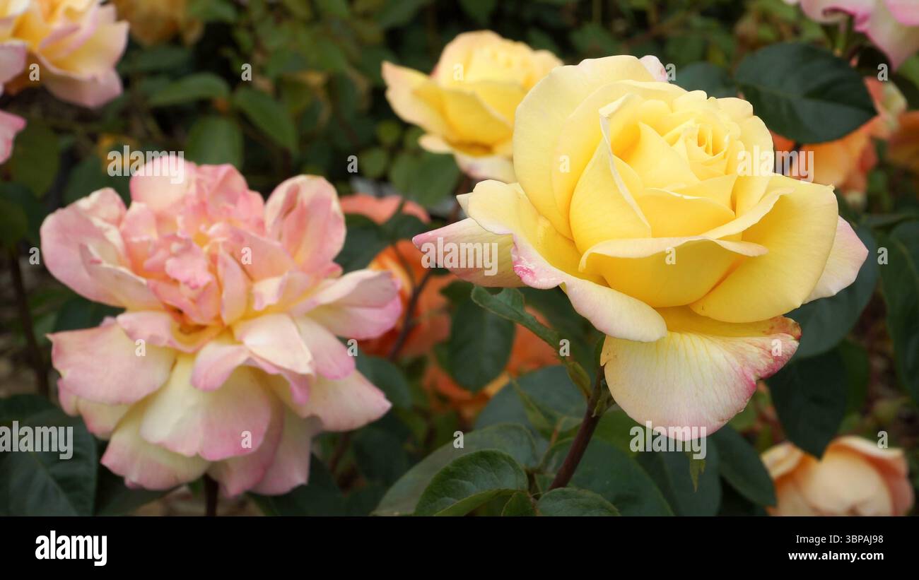 Rose variety with pink edged petals hi-res stock photography and images ...