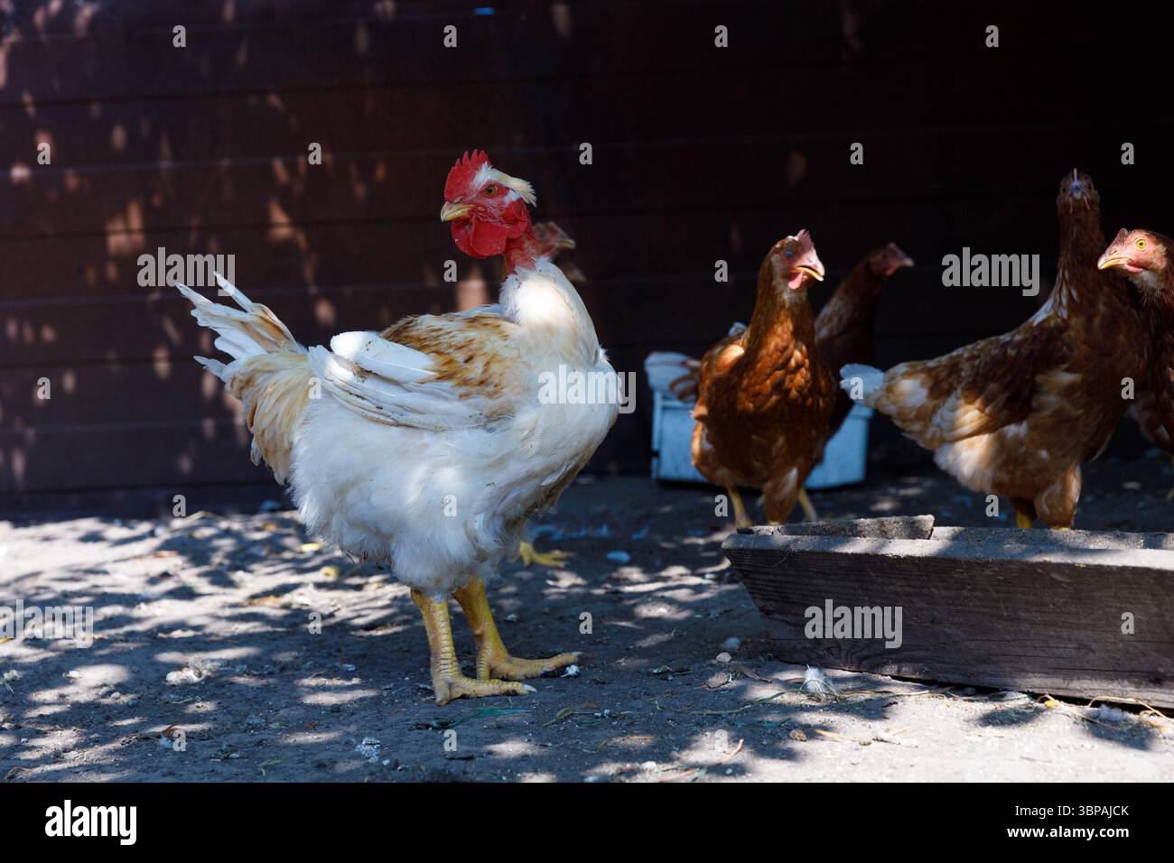 Chickens roaming freely in sunlit hi-res stock photography and images ...