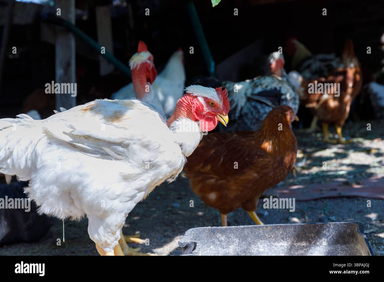 This image captures a group of chickens, showcasing a colorful mix of ...
