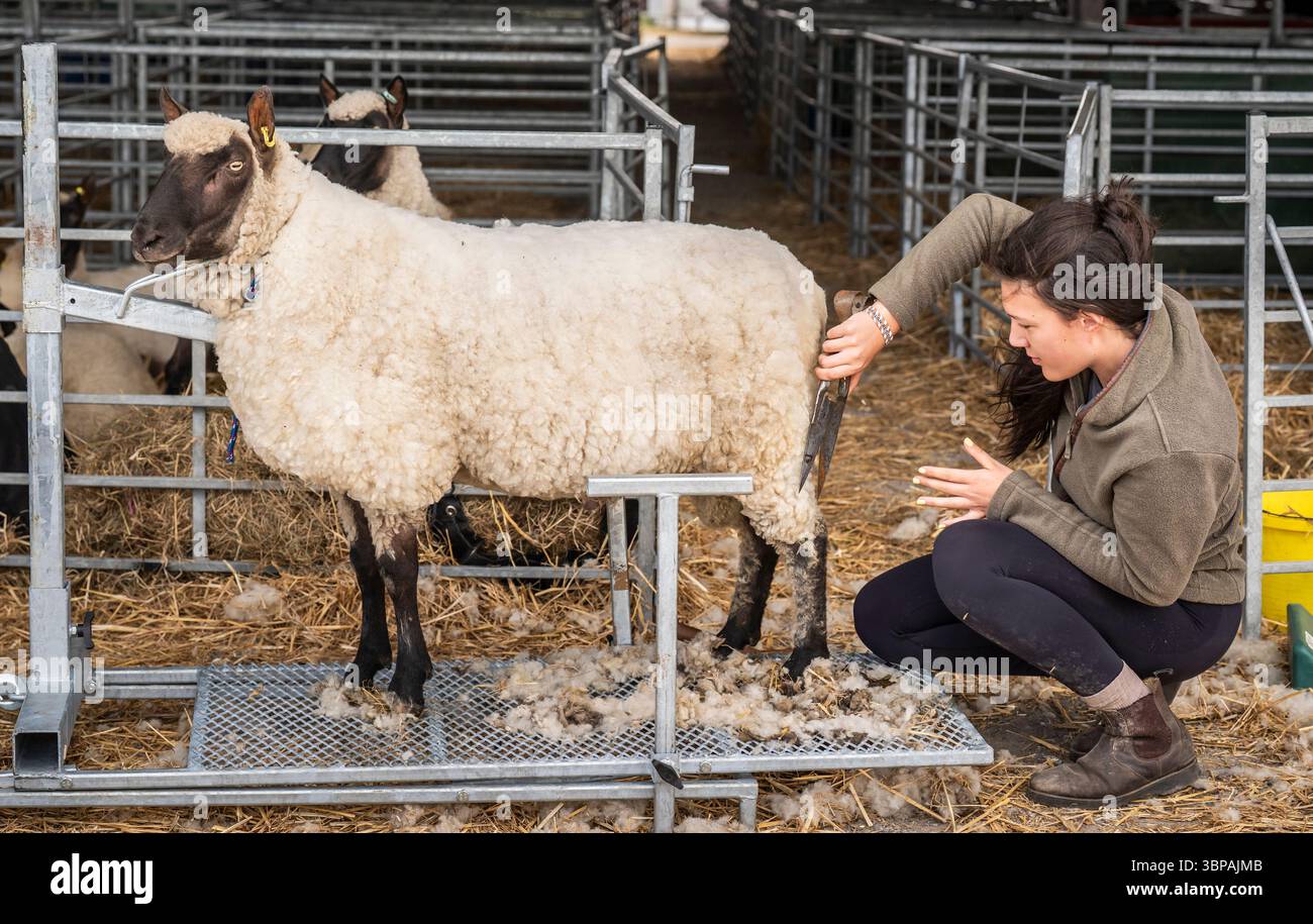 Erin Brahan shearing a Clun Forest sheep ahead of the Great Yorkshire ...