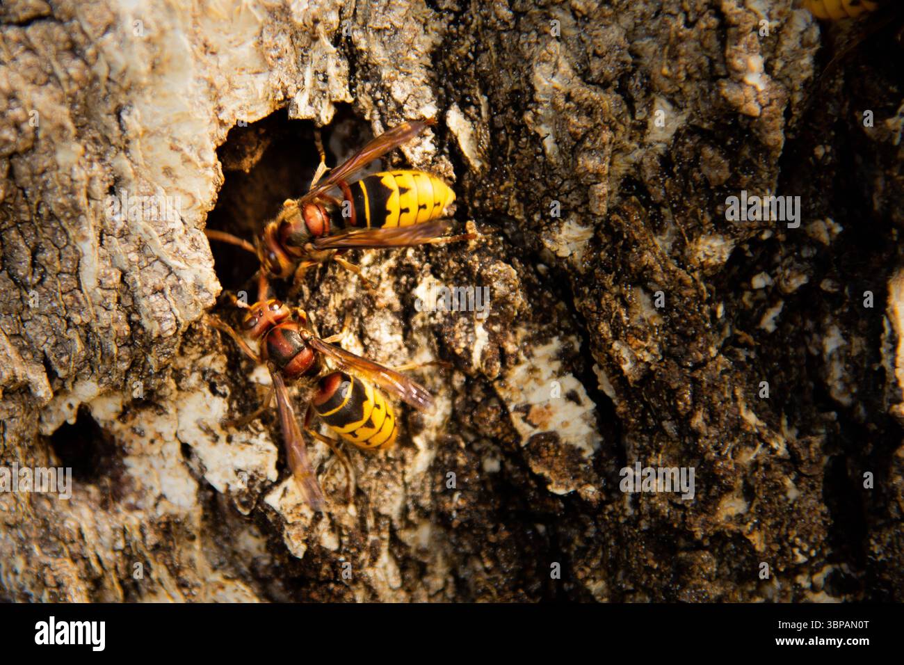 Beautiful closeup tree bark showcasing hi-res stock photography and ...