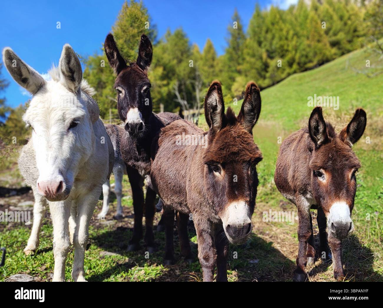 Donkeys grazing in farm hi-res stock photography and images - Alamy