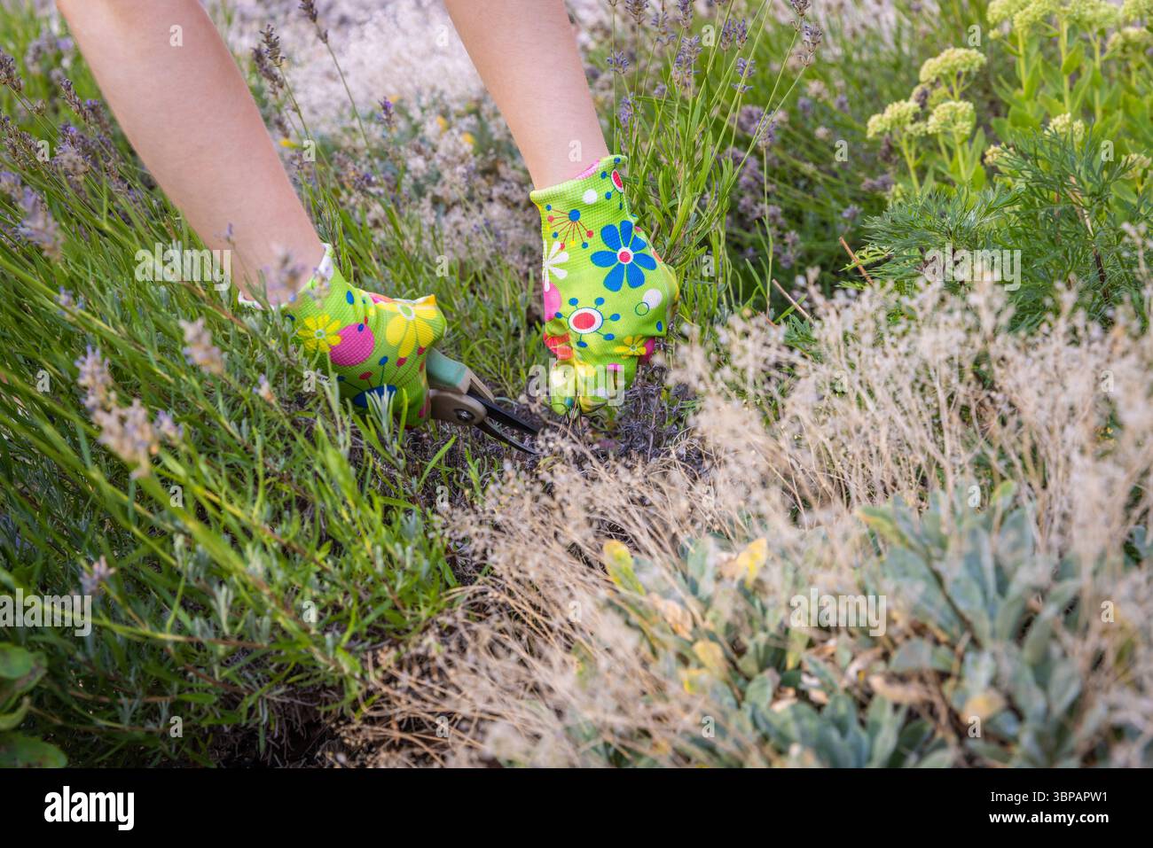 Woman hands prune lavender in a garden Stock Photo - Alamy