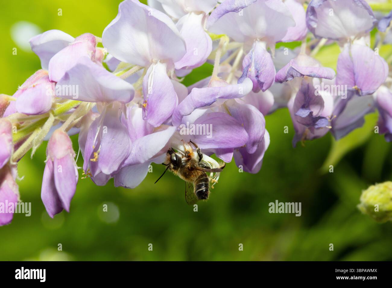 Honeybee collecting nectar and pollen from beautiful purple wisteria ...