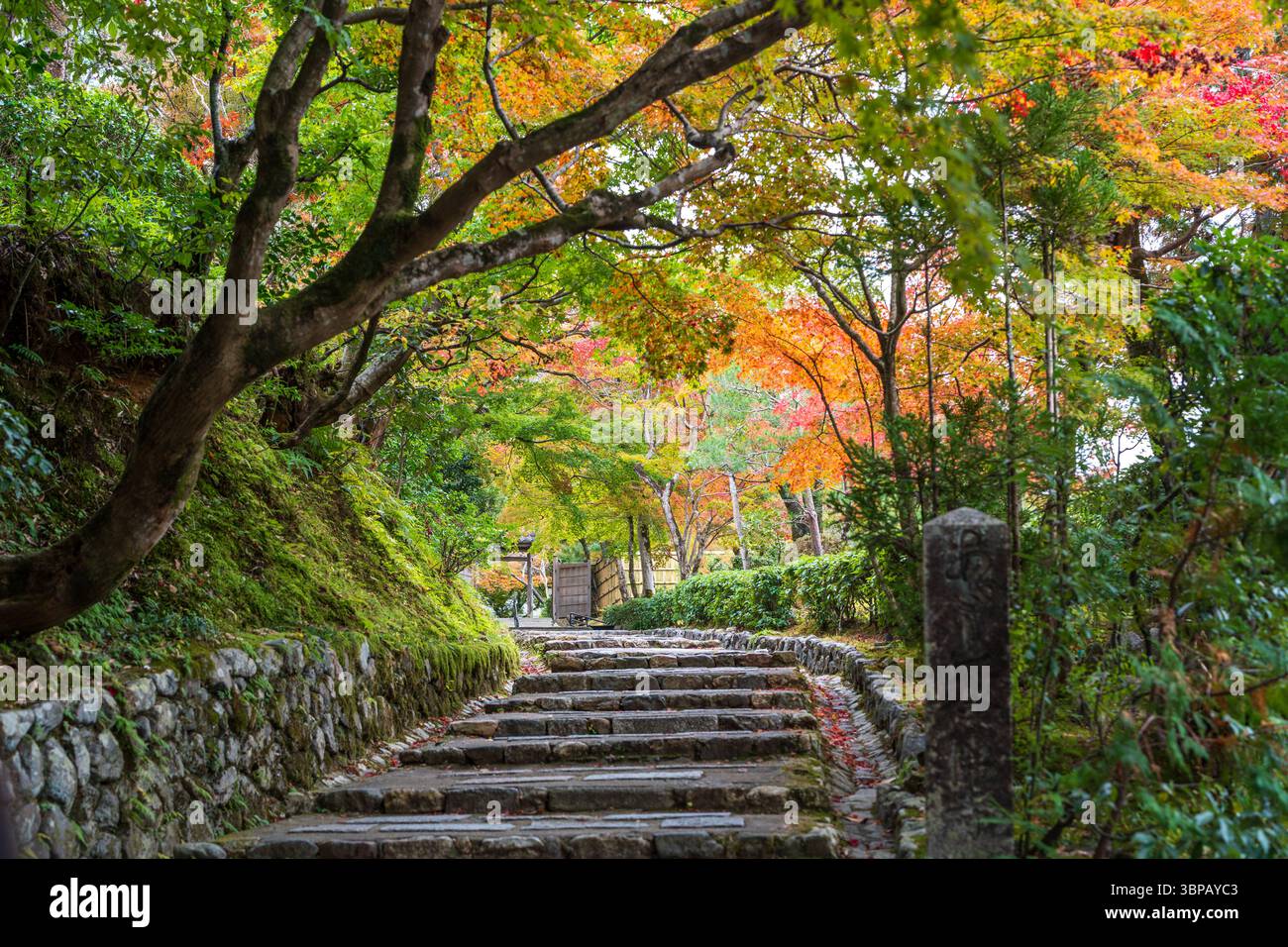 A stone staircase at Adashino Nenbutsu-ji Temple surrounded by vibrant ...