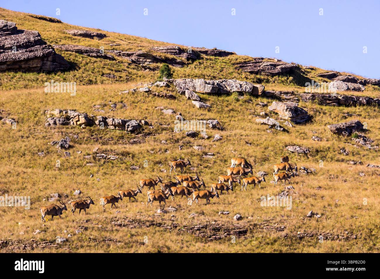 A herd of Eland Antilope climbing up the steep gassy slope along one of ...