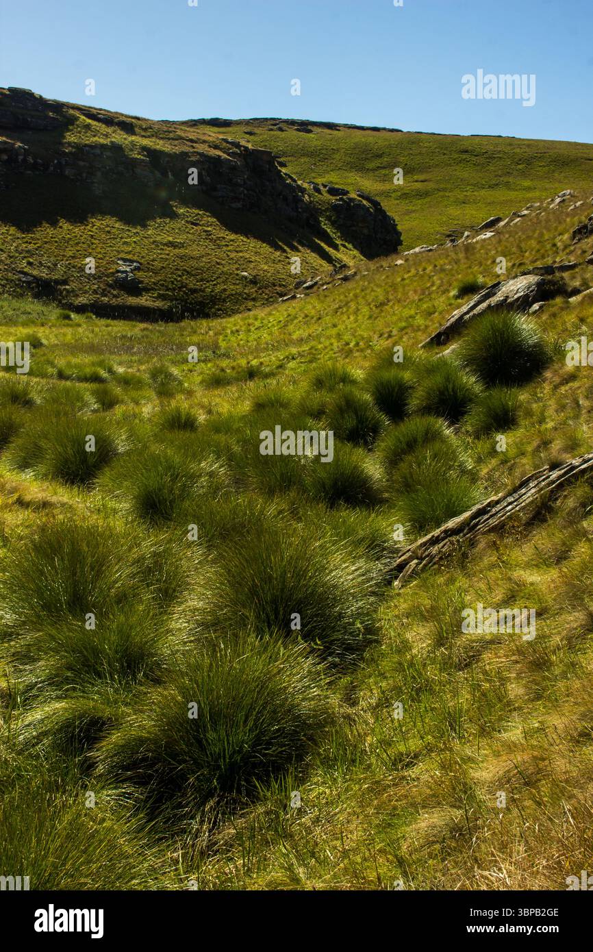 A small drainage line at the source of a mountain spring, overgrow with ...