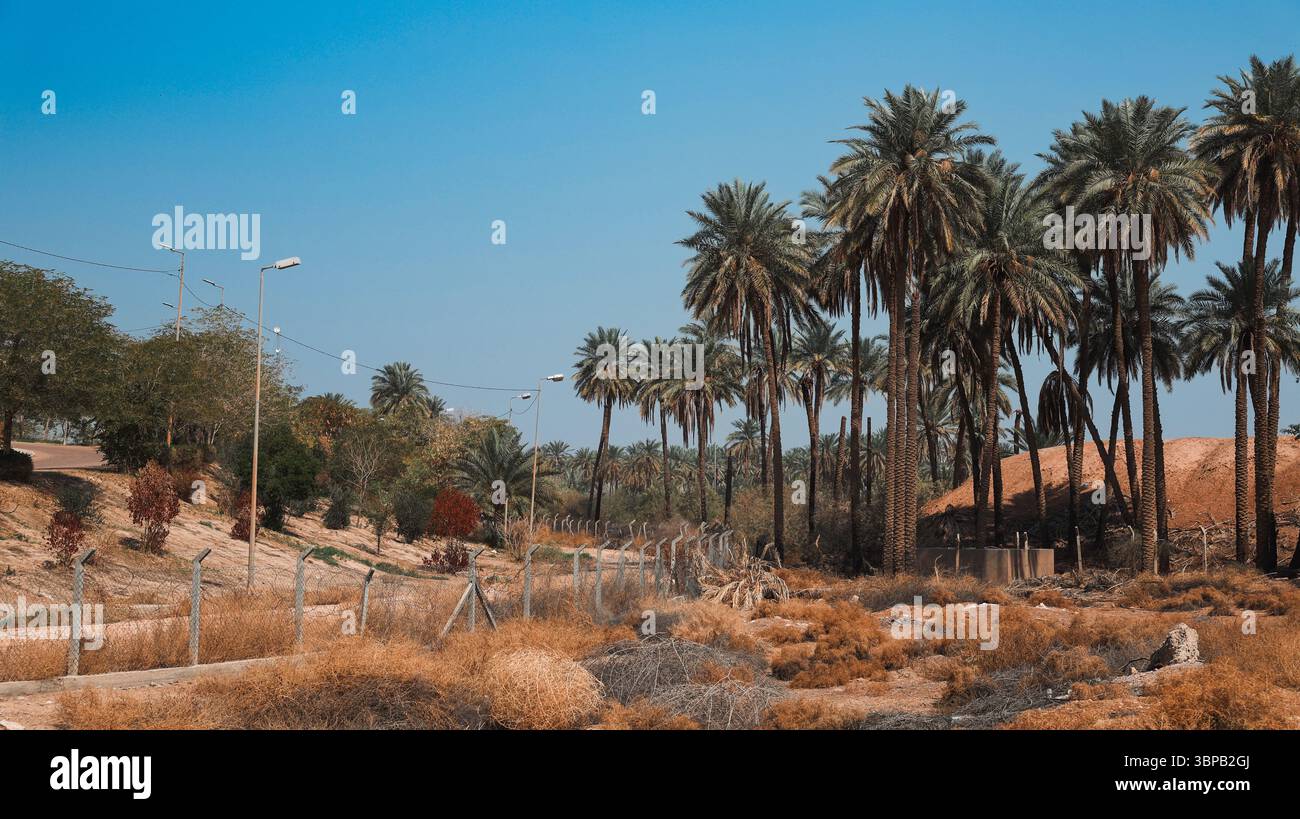 Palm trees sway gently against a clear blue sky, framing the ancient ...