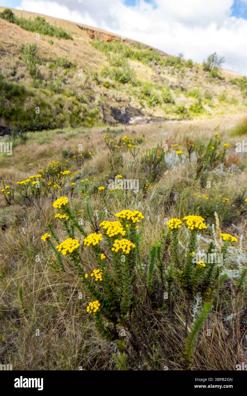 Yellow wildflowers in bloom on the Afro-alpine grasslands of the higher ...