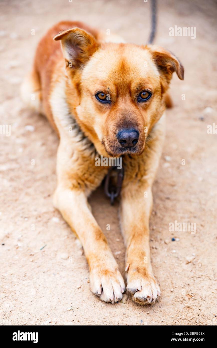 Brown dog in Alcala de la Jovada Stock Photo - Alamy