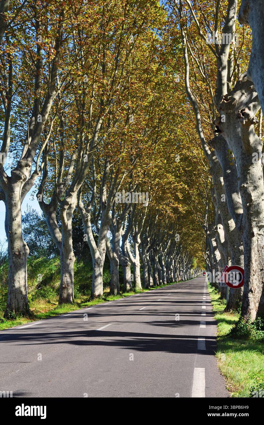 The National Road lined with plane trees between St Remy de Provence ...