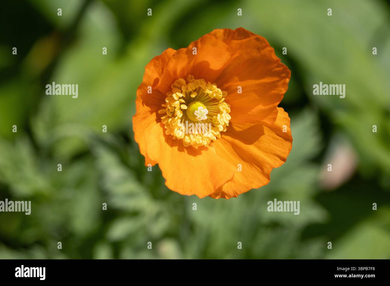 Welsh insects hi-res stock photography and images - Alamy