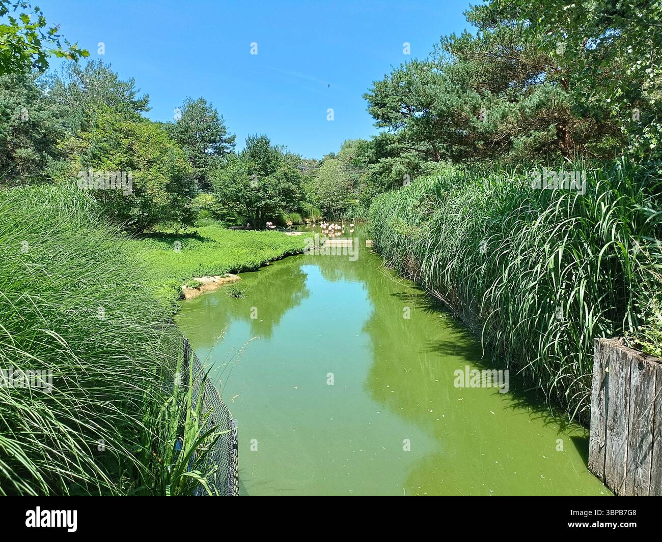 Parc aux oiseaux hi-res stock photography and images - Alamy