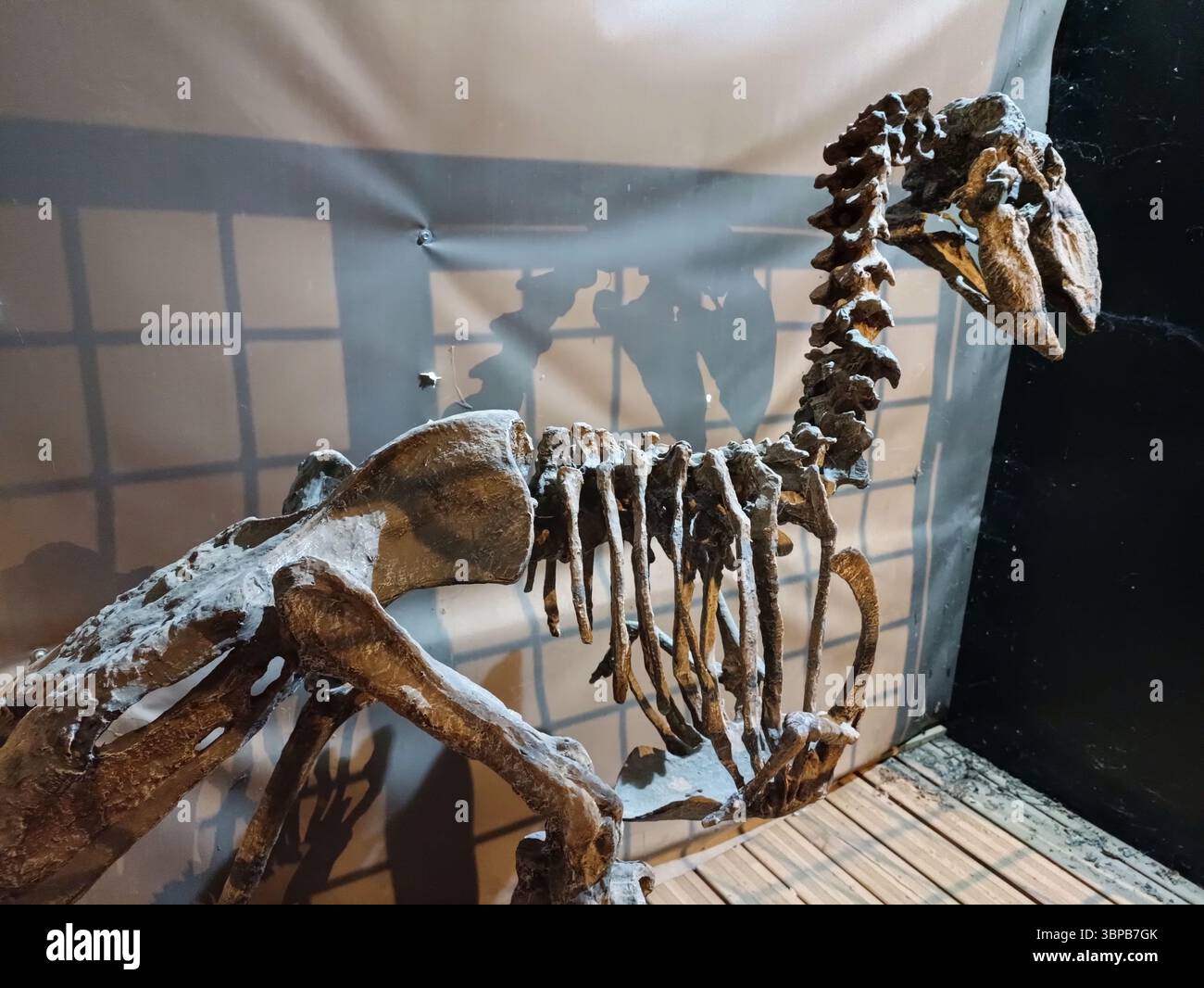 Dinosaur skeleton display at Parc des Oiseaux in Villars les Dombes ...