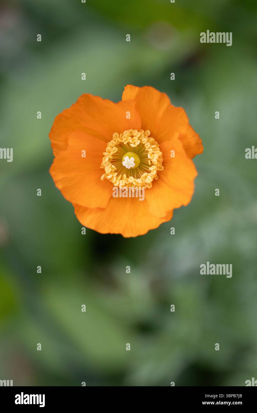 Welsh insects hi-res stock photography and images - Alamy