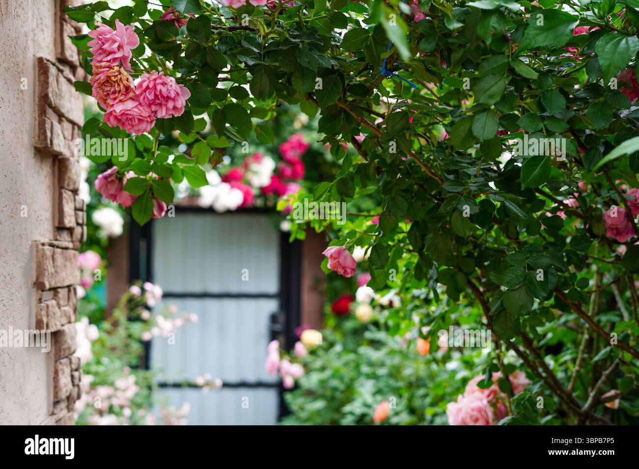 A lush garden scene with pink roses cascading from a leafy archway ...