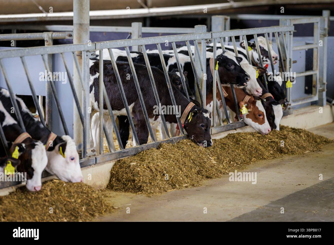 Modern farm animals symbols hi-res stock photography and images - Alamy