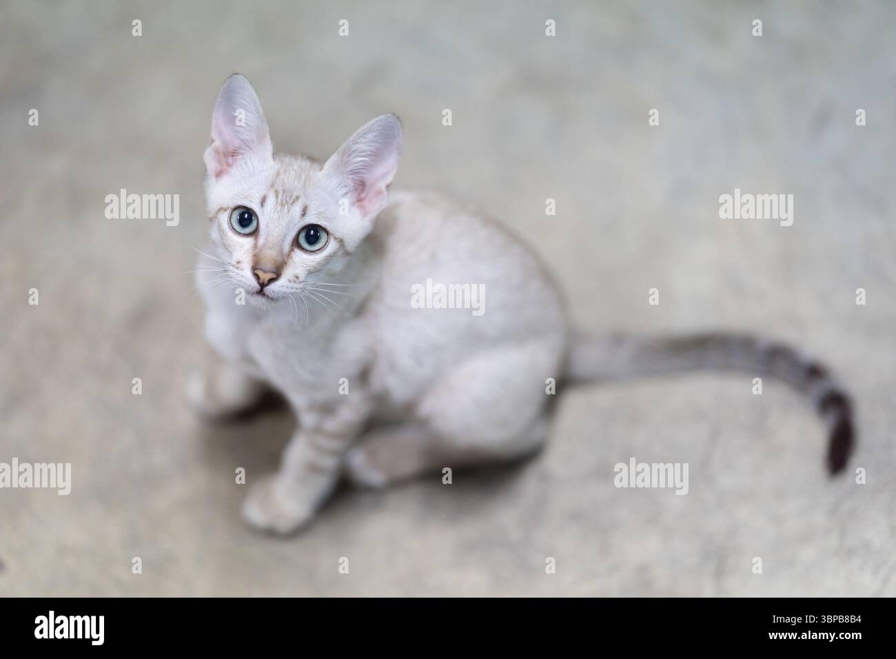 Cat striking contrast of a light brown mackerel tabby coat and piercing ...