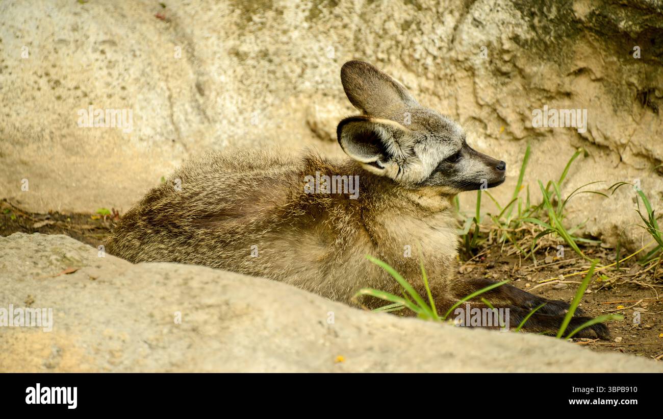 African Fox at a wildlife reserve Stock Photo - Alamy