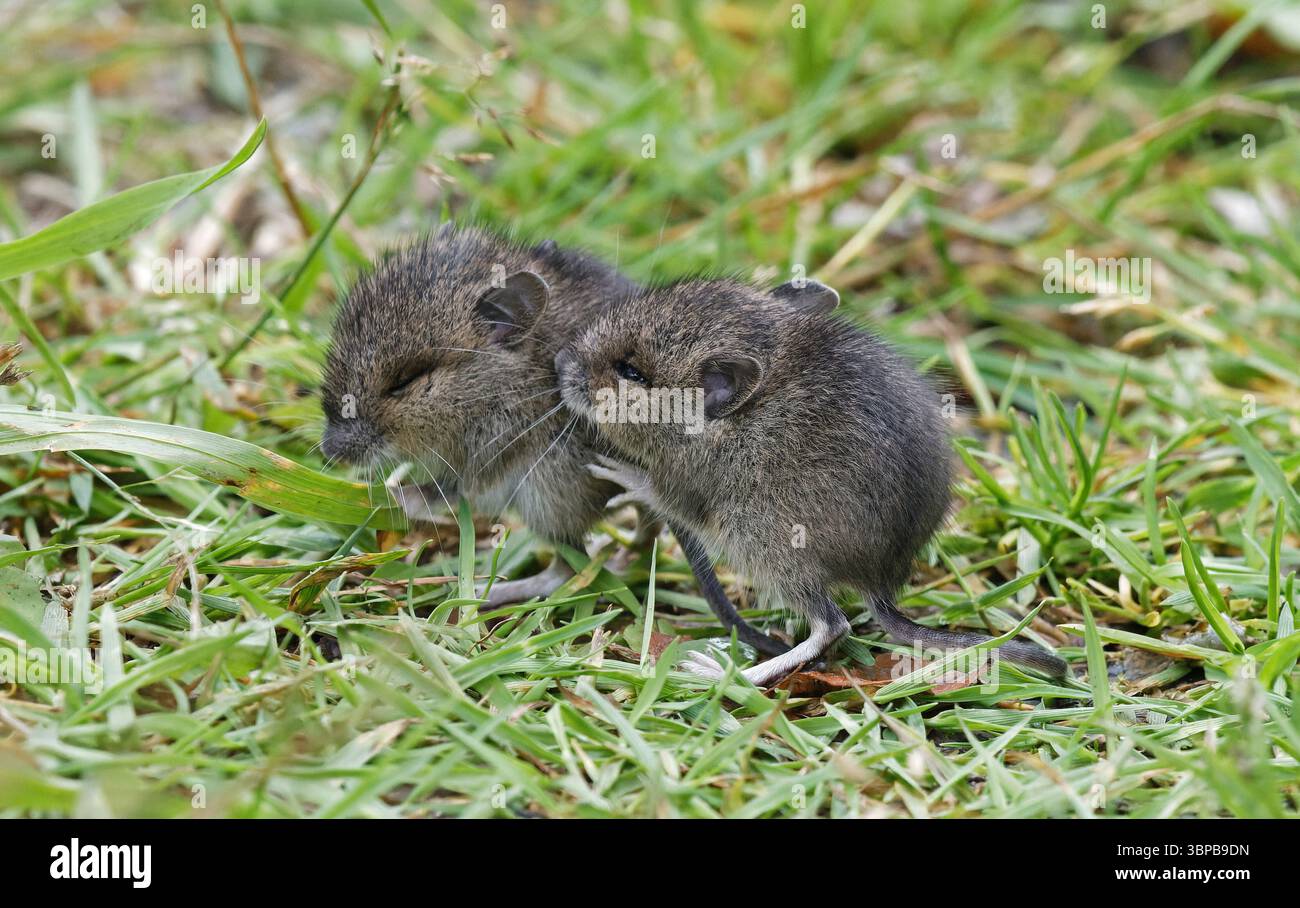 Two wild Mouse pups sitting on grass and cuddling Stock Photo - Alamy