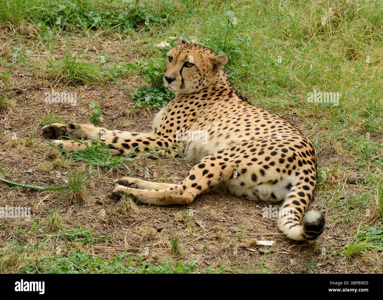 Cheetah at a wildlife reserve Stock Photo - Alamy