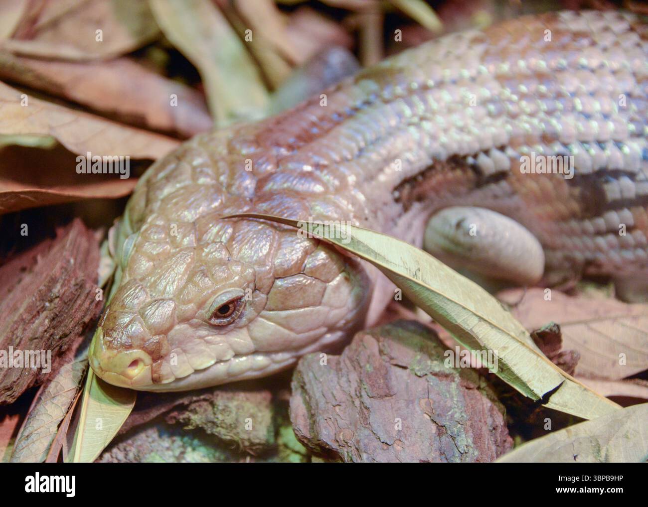 Blue tongued skink family hi-res stock photography and images - Alamy