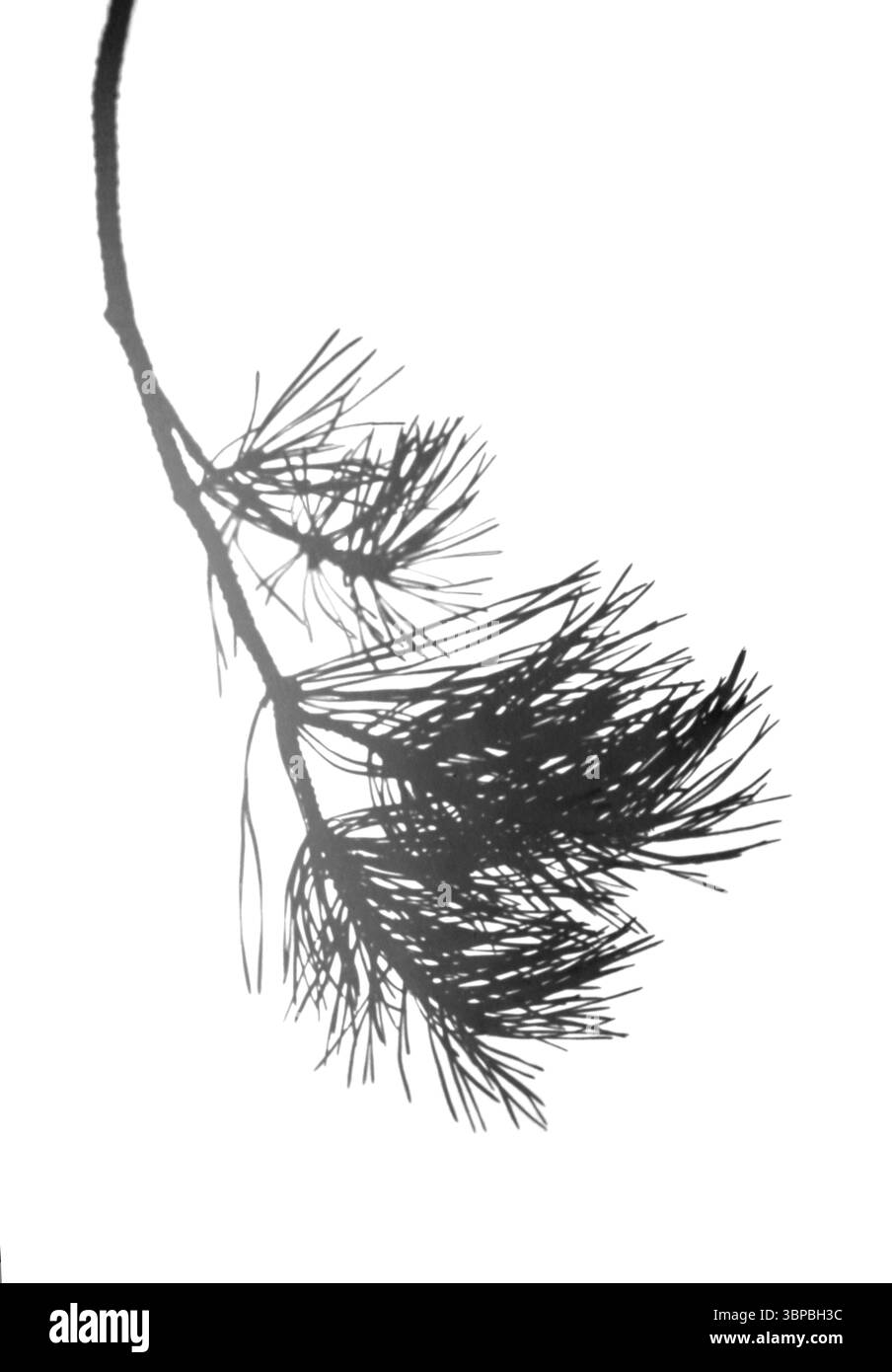 Bold silhouette of large pine branch, dense needle structure on white ...