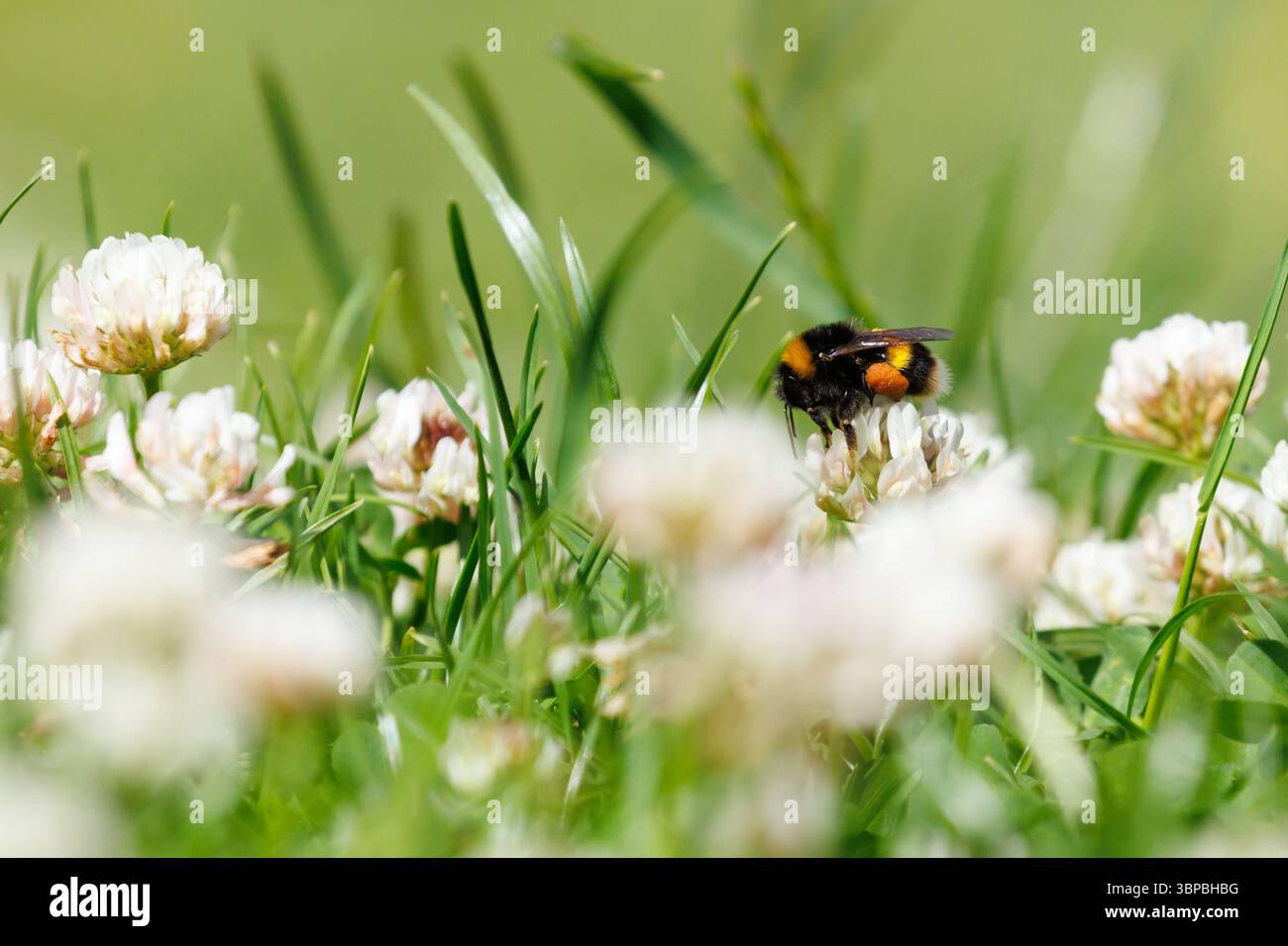 A White tailed bumblebee, Bombus lucorum forages on clover left to grow ...