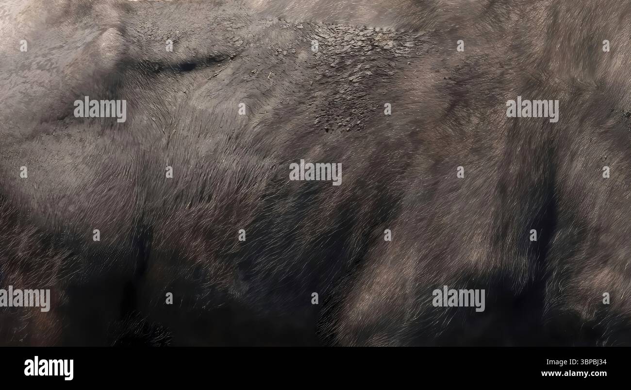 Buffalo skin texture. African savanna wild animal grey black leather ...