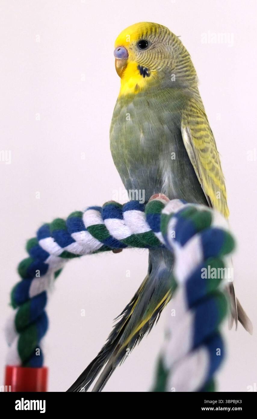 A budgie, also known as a budgerigar or common parakeet, is a small ...