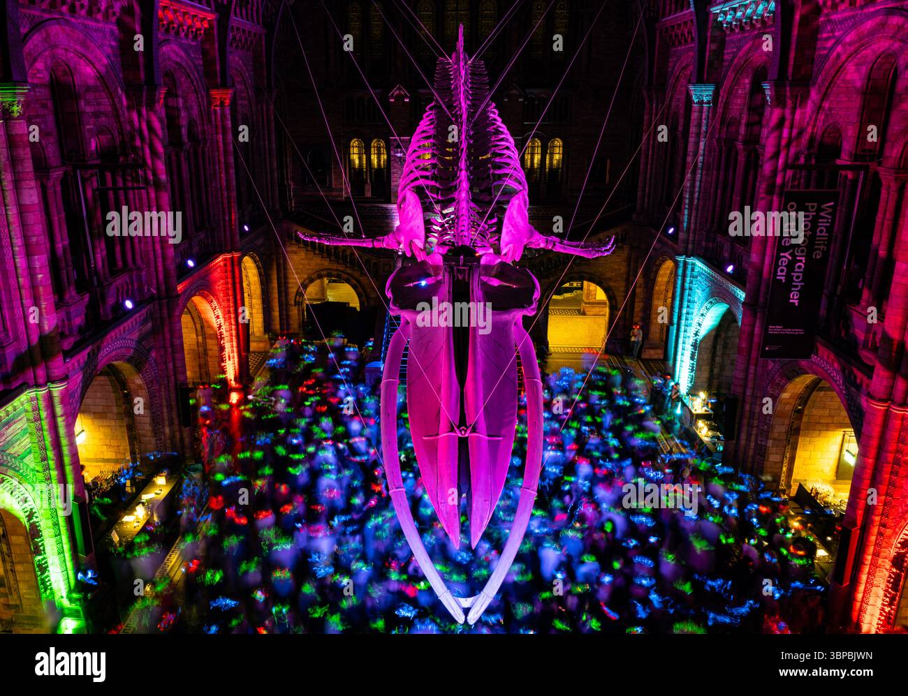 Silent Disco at The Natural History Museum under the 25.2-meter-long ...
