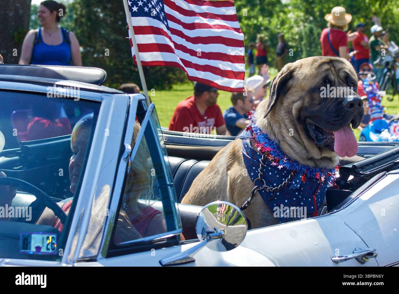 Large mastiff dog in the back seat of a convertible on July 4th in a ...