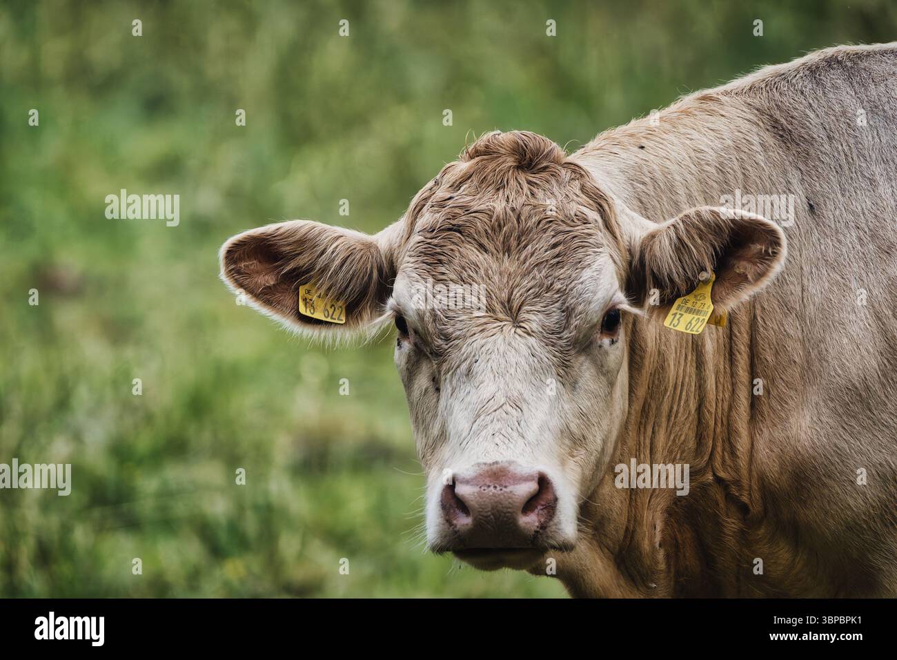 Comic milk farm cow hi-res stock photography and images - Alamy
