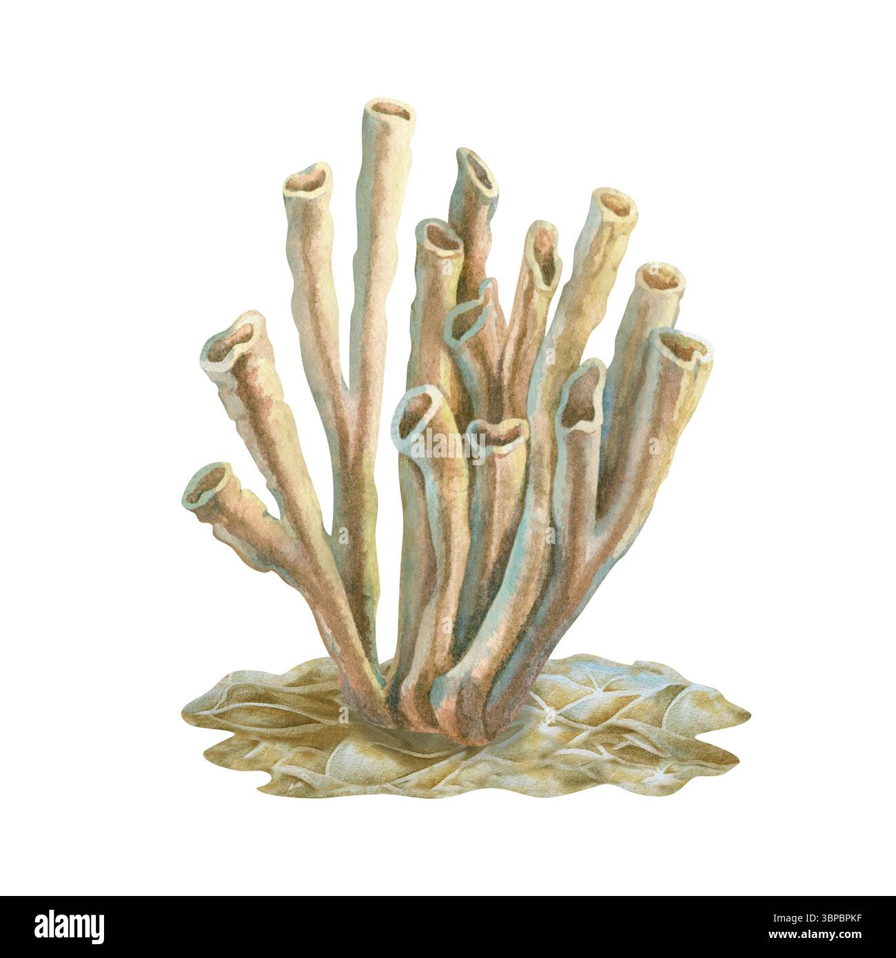 Underwater sea calcareous sponges - siphon living on coral reefs ...