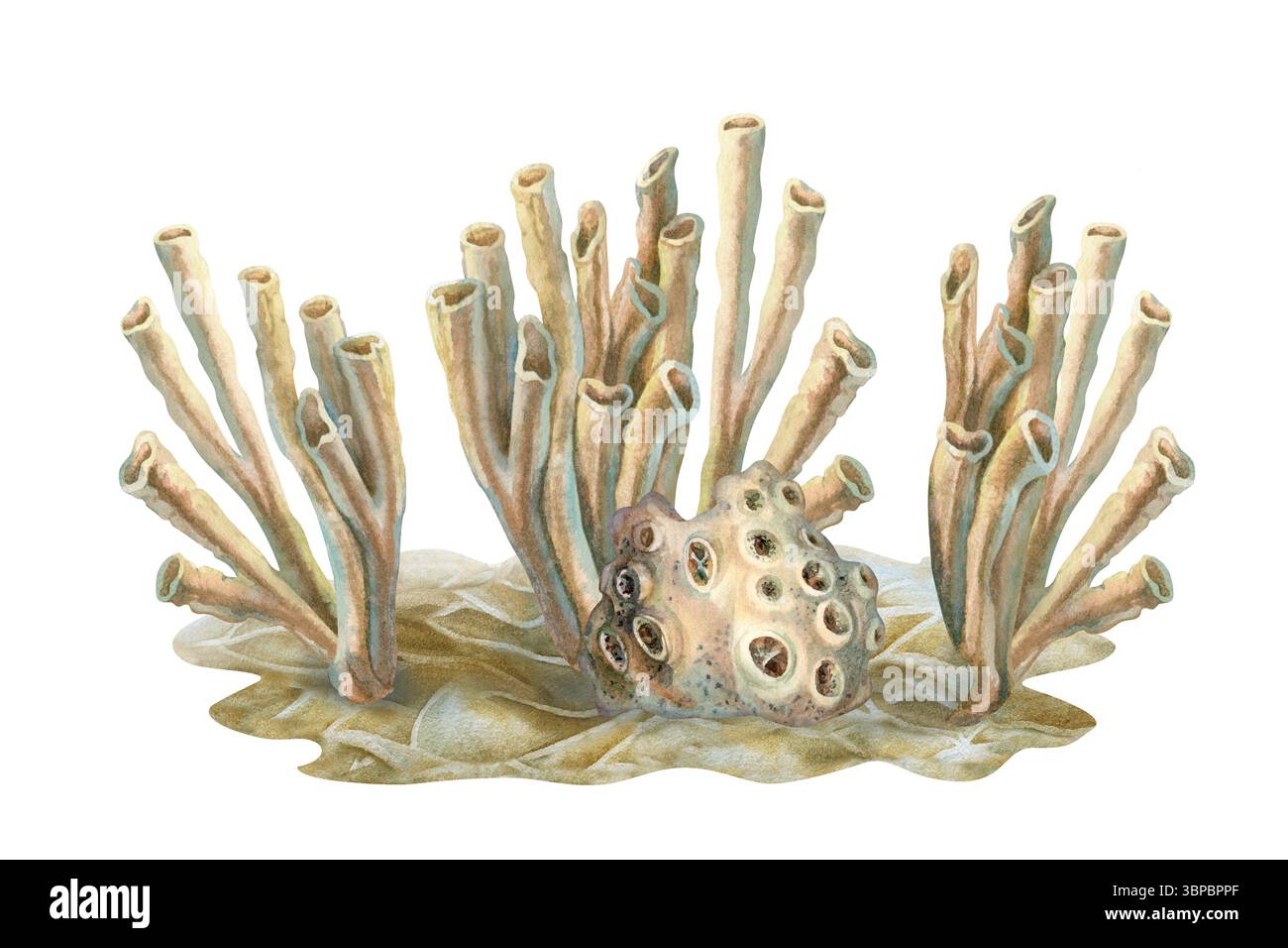 Underwater sea calcareous sponges - siphon living on coral reefs ...