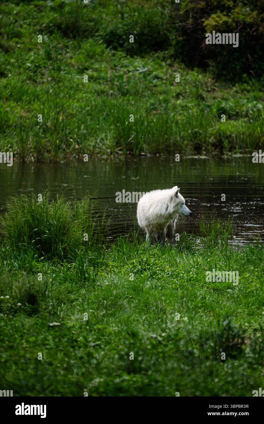 Gray wolves at the "Wolf Hollow" North American Wolf Foundation in ...