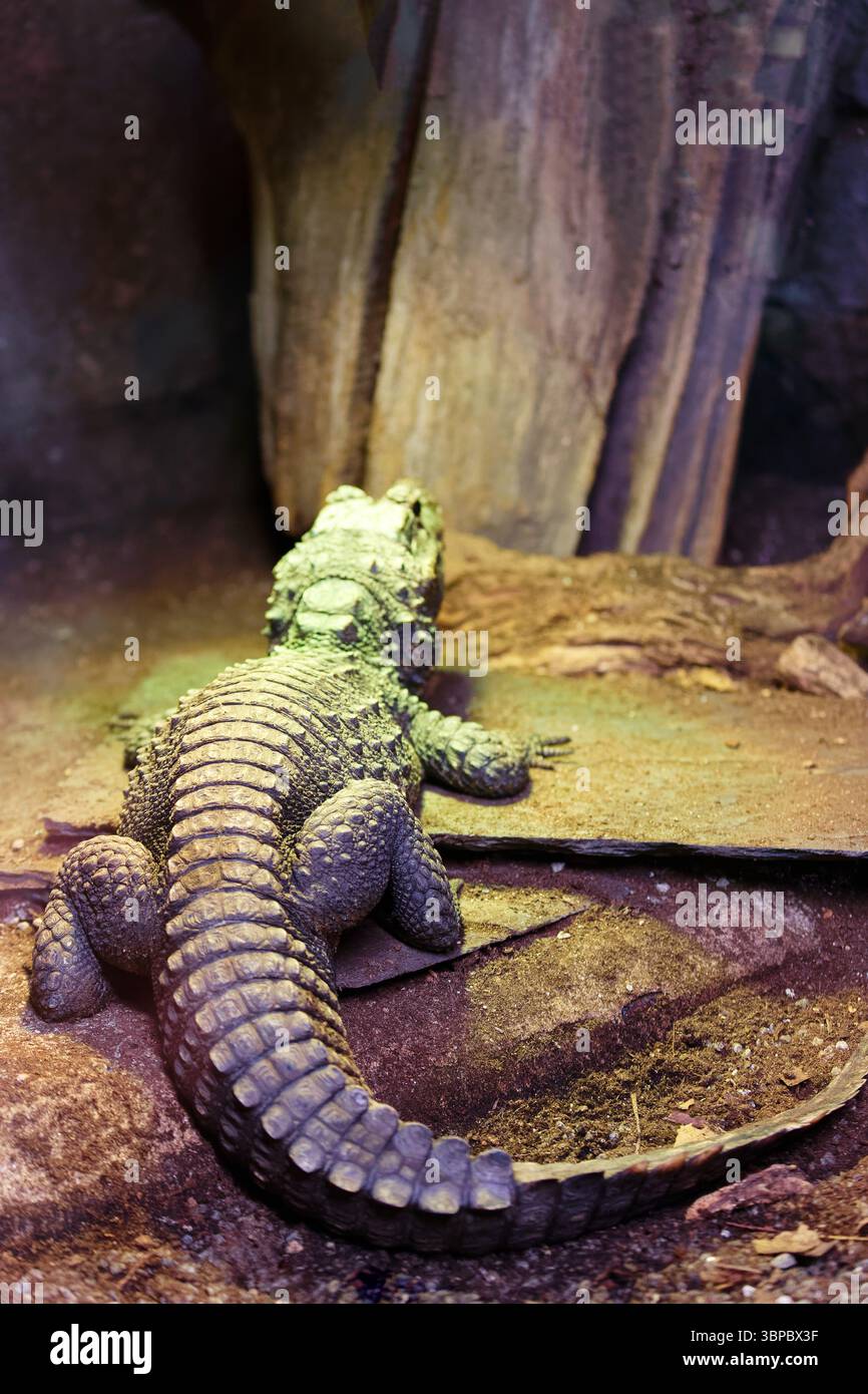 The Dwarf crocodile / Osteolaemus tetraspis Stock Photo - Alamy