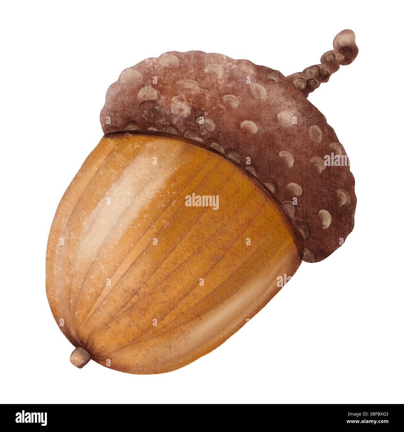 Autumn wildlife food Cut Out Stock Images & Pictures - Alamy