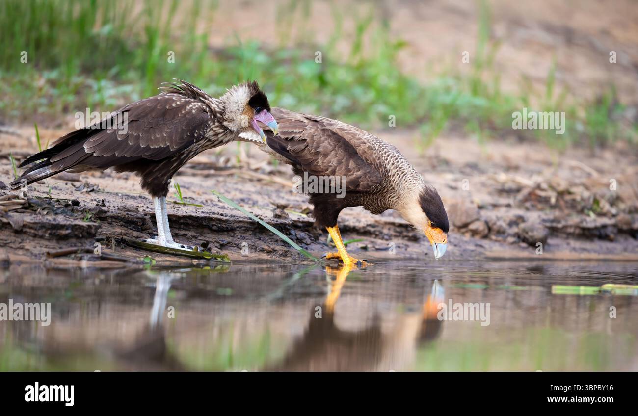 Southern crested caracara feeding chick on river bank, Pantanal, Brazil ...