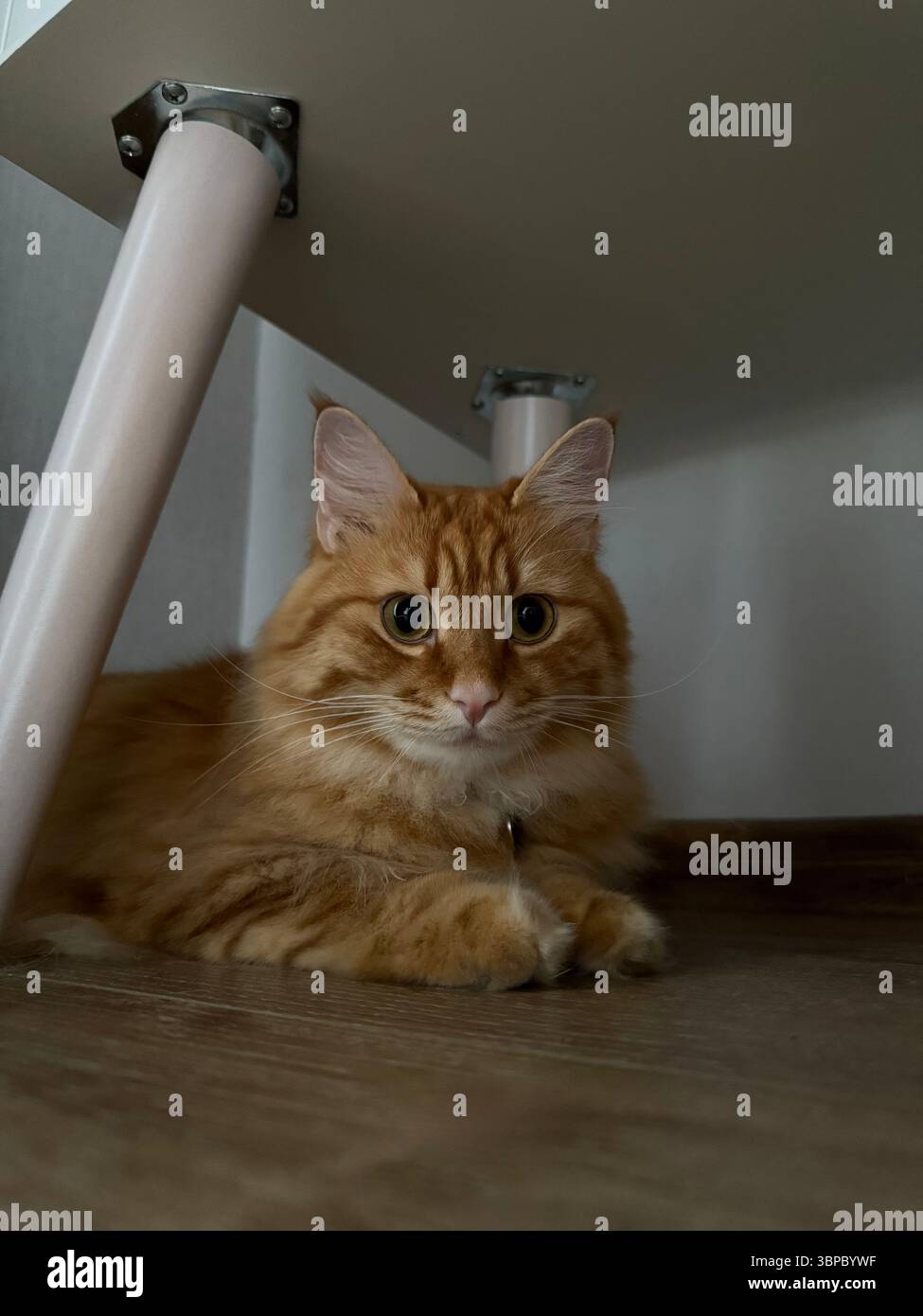 Kitten under table hi-res stock photography and images - Alamy